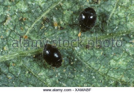Minute black ladybirds Stethorus punctillum and Tetranychus urticae ...