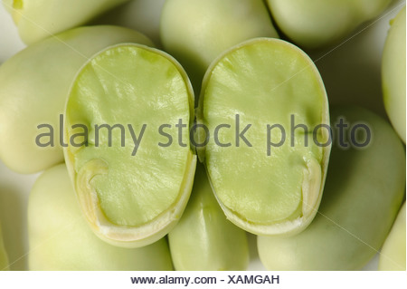 Sectioned broad bean seed showing internal structure Stock Photo ...