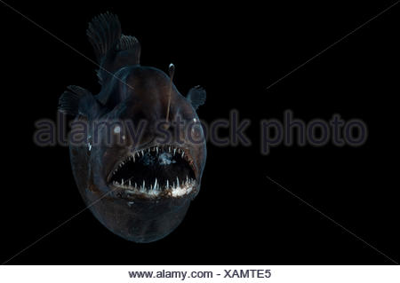teeth of deep sea anglerfish or black seadevil, Diceratias pileatus ...