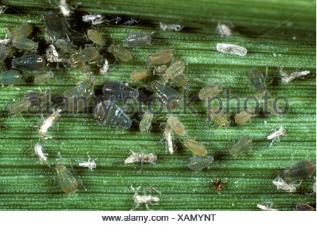 Cereal or corn leaf aphid Rhopalosiphum maidis infestation on cereal ...