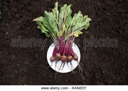 Beetroot with soil on the ground. Organic fresh Beetroot on earth Stock ...