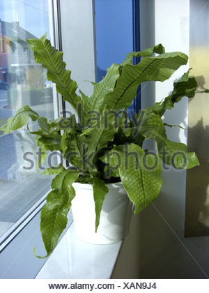 Crocodile fern (Microsorum musifolium 'Crocodyllus', Microsorum Stock ...