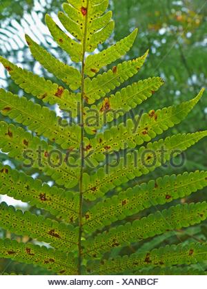 Golden polypody, Golden serpent fern, Cabbage palm fern (Phlebodium ...