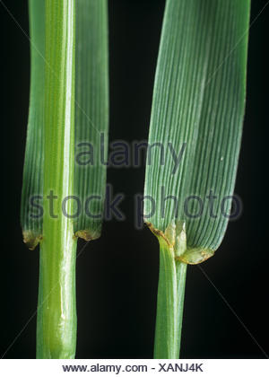 Perennial ryegrass, Lolium perenne, leaf ligule at the node and Stock ...