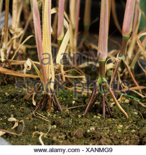 Itch grass or raoulgrass Rottboellia cochinchinensis culm at grass ...
