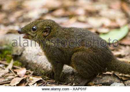 Common tree shrew tupaia glis Stock Photo: 22301805 - Alamy