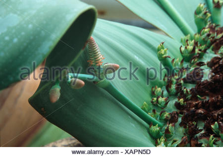 Welwitschia mirabilis, male plant and cones in the petrified forest of ...