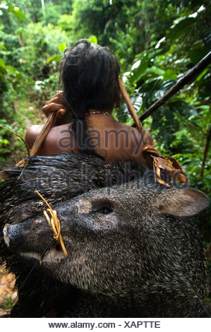 Huaorani Indian with a White-lipped peccary. Women and children are ...