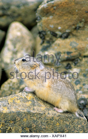 Northern collared lemming (Dicrostonyx groenlandicus), Banks Island ...