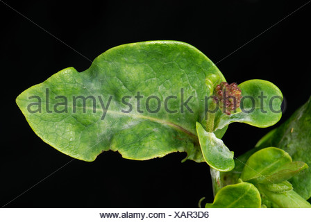 Powdery mildew Erysiphe lonicerae on honeysuckle Lonicera spp leaves ...