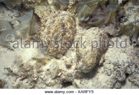 Persian gulf pearl oyster Pinctada radiata Bahrain Stock Photo - Alamy