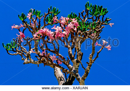 Socotran Desert Rose Adenium Obesum Socotranum Socotra Island Yemen ...