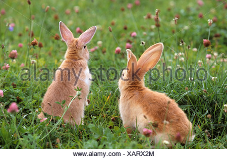 two rabbits on meadow - from behind Stock Photo: 2529893 - Alamy