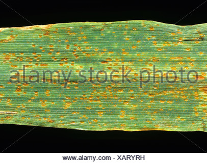 Wheat leaf or brown rust Puccinia triticina (recondita) infection on ...