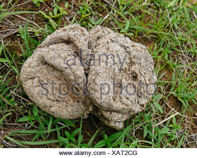 cattle cow cowpat. excrement faeces field grass grassy pasture pat ...