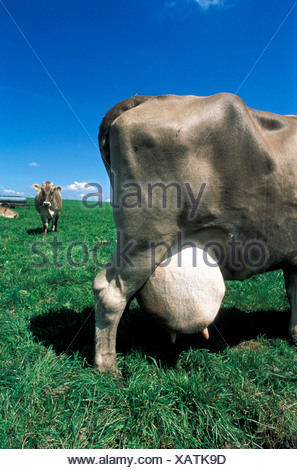 Cow with big udder milk Stock Photo - Alamy