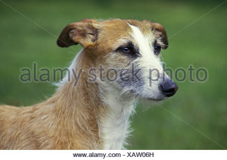 Galgo Espanol Portrait Stock Photo: 83382731 - Alamy