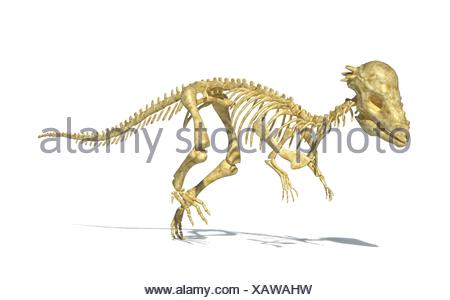 Pachycephalosaurus dinosaur, full photo-realistic skeleton Stock Photo ...
