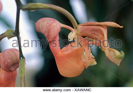 Bucket orchid (Coryanthes mastersiana), blooming Stock Photo - Alamy