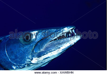 AN CLOSE LOOK AT THE SHARP TEETH AND SHINY SCALES OF A GREAT BARRACUDA ...