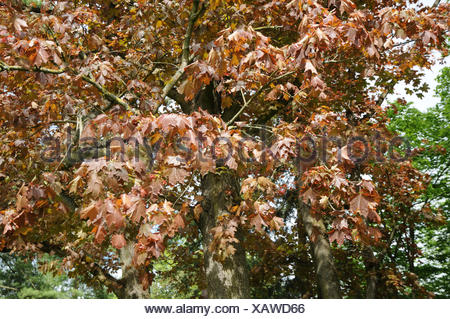 Norway Maple 'Schwedleri', acer platanoides Stock Photo: 38431416 - Alamy