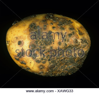 Powdery scab Spongospora subterranea severe inection and lesions on a ...