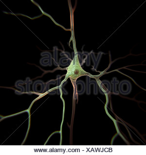 Pyramidal neurons or pyramidal cells are type neuron found in brain ...
