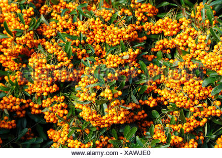 Pyracantha 'Orange Glow' , autumn berry berries garden plant shrub ...
