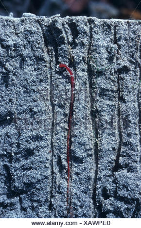 capitellid thread worm (Heteromastus filiformis Stock Photo: 76065356 ...