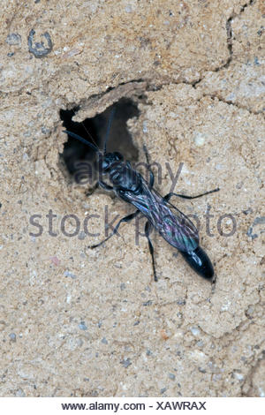 Organ pipe mud dauber, Digger wasp (Trypoxylon spec.), sitting at its ...