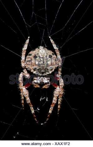 Darwin's bark spider Caerostris darwini Madagascar Stock Photo ...