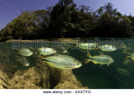 Piraputanga fish (Brycon hilarii) split level in the main spring at ...