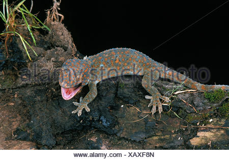 tokay gecko, tokee (Gekko gecko, Gecko gecko), with mouth open Stock ...