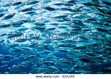 Shoal of sardines, European pilchard (Sardina pilchardus Stock Photo ...