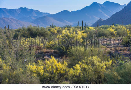 Foothill palo verde / yellow paloverde (Parkinsonia microphylla Stock ...