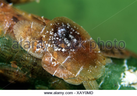 brown soft scale (Coccus hesperidum), several soft lice on the Stock ...
