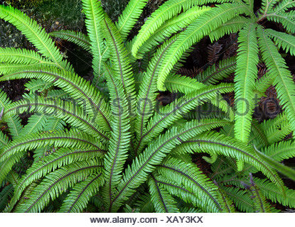Umbrella Fern (Sticherus cunninghamii, Gleichenia cunninghamii), at ...