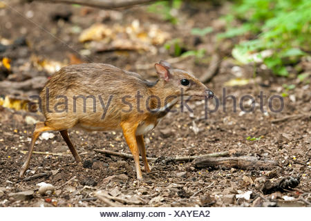 Southeast Asian Java mouse-deer or Javan chevrotain (Tragulus Stock ...