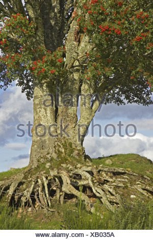 Rowan Tree Sorbus aucuparia root system autumn Scotland rowan Stock ...