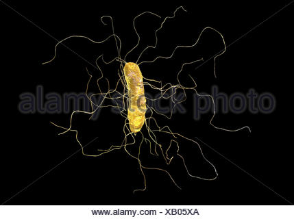 Clostridium difficile bacterium with peritrichous flagella, computer ...