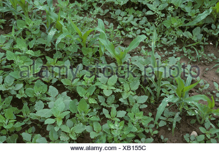 Amaranthus fat hen and other annual arable weeds in young maize crop ...