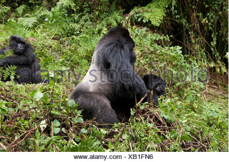 Mountain gorillas mating in undergrowth Gorilla gorilla beringei Male ...