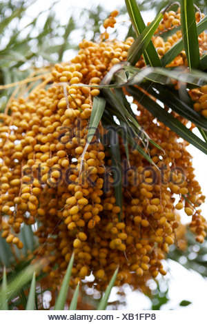 Dates Growing on Tree Stock Photo - Alamy
