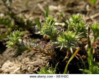 Annual knawel / German knotweed/ German knotgrass (Scleranthus annuus ...