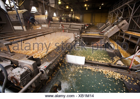 Pistachio processing facility; the freshly harvested nuts are washed ...