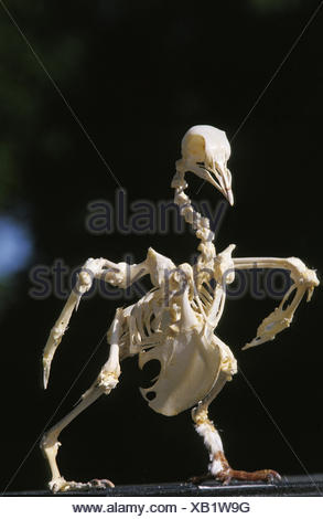 Skeleton of a pigeon Stock Photo - Alamy