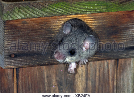 fat dormouse, edible dormouse (Glis glis) between plant pots, Europe ...