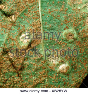 Bean rust Uromyces appendiculatus uredospore white aecia pustules Stock ...