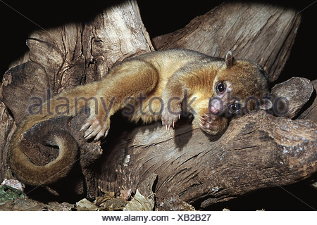 Kinkajou (Potos flavus) lying on a log. Ecuador Stock Photo - Alamy