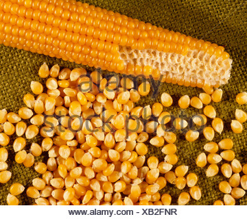 POPCORN, PEARL TYPE (ZEA MAYS EVERTA) / STUDIO Stock Photo: 33656883 ...